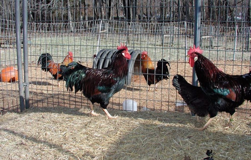 The Long Line of Brown Leghorns - Backyard Poultry